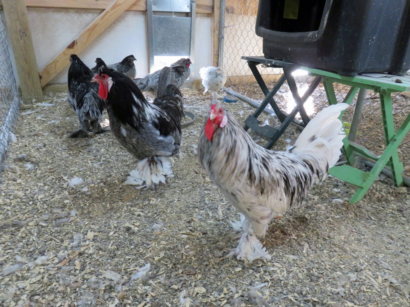 Breed Profile: Breda Chicken - Backyard Poultry